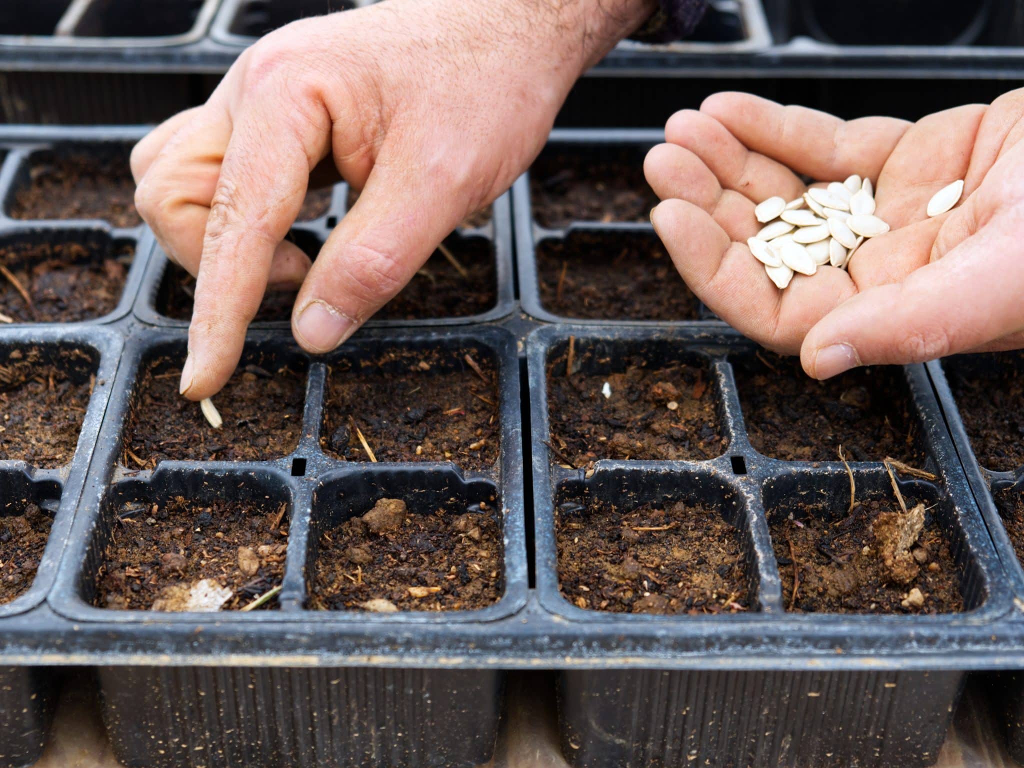 Jardin : voici les semis à faire absolument avant fin août pour ...
